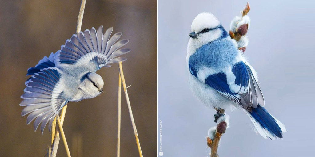 This Azure Bird Resembles A Porcelain Teacup That's So Precious We ...