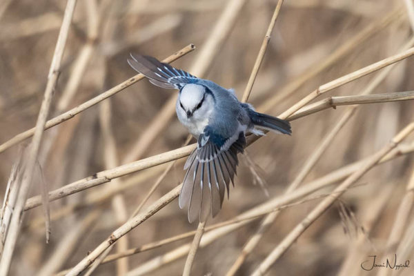 This Azure Bird Resembles A Porcelain Teacup That's So Precious We ...