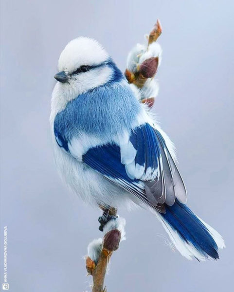 This Azure Bird Resembles A Porcelain Teacup That's So Precious We ...