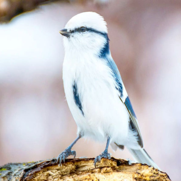 This Azure Bird Resembles A Porcelain Teacup That's So Precious We ...