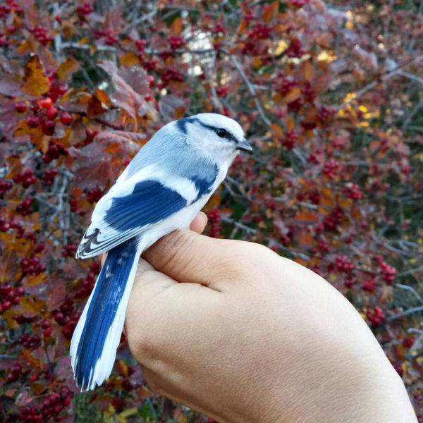 This Azure Bird Resembles A Porcelain Teacup That's So Precious We ...