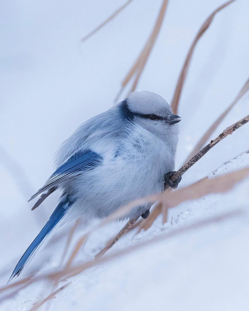 This Azure Bird Resembles A Porcelain Teacup That's So Precious We ...