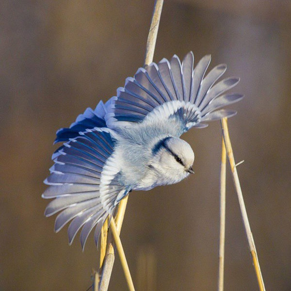 This Azure Bird Resembles A Porcelain Teacup That's So Precious We ...