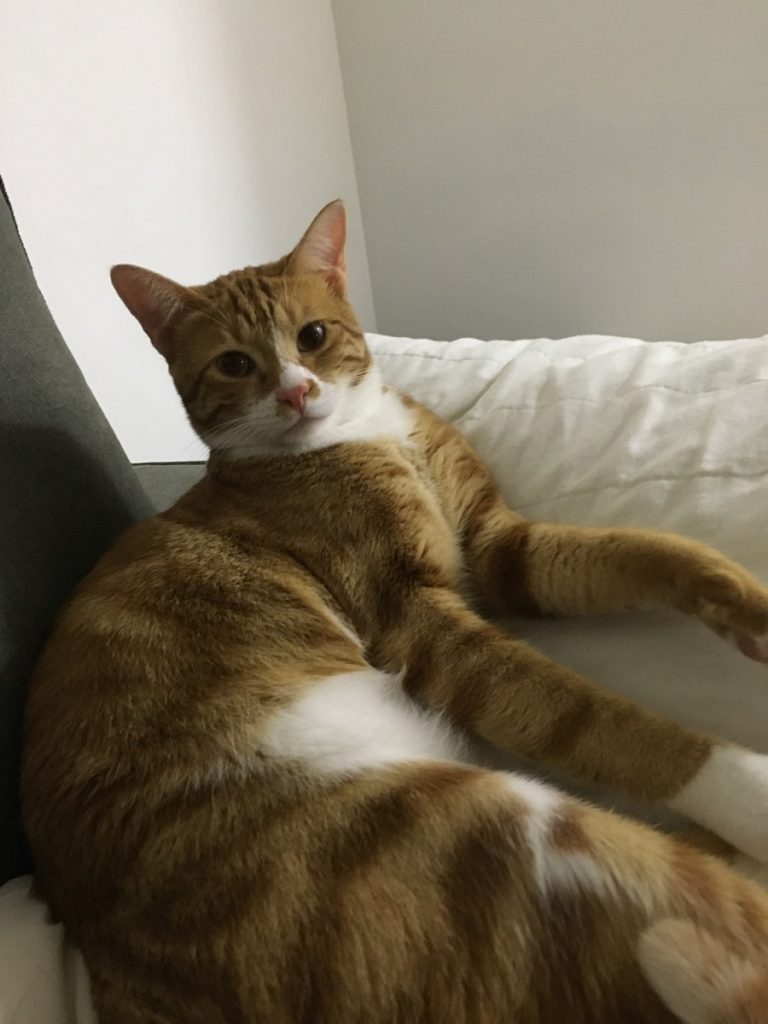 Ginger Cat Goes Missing In Yishun, Owners Offer $2,000 For His Safe Return