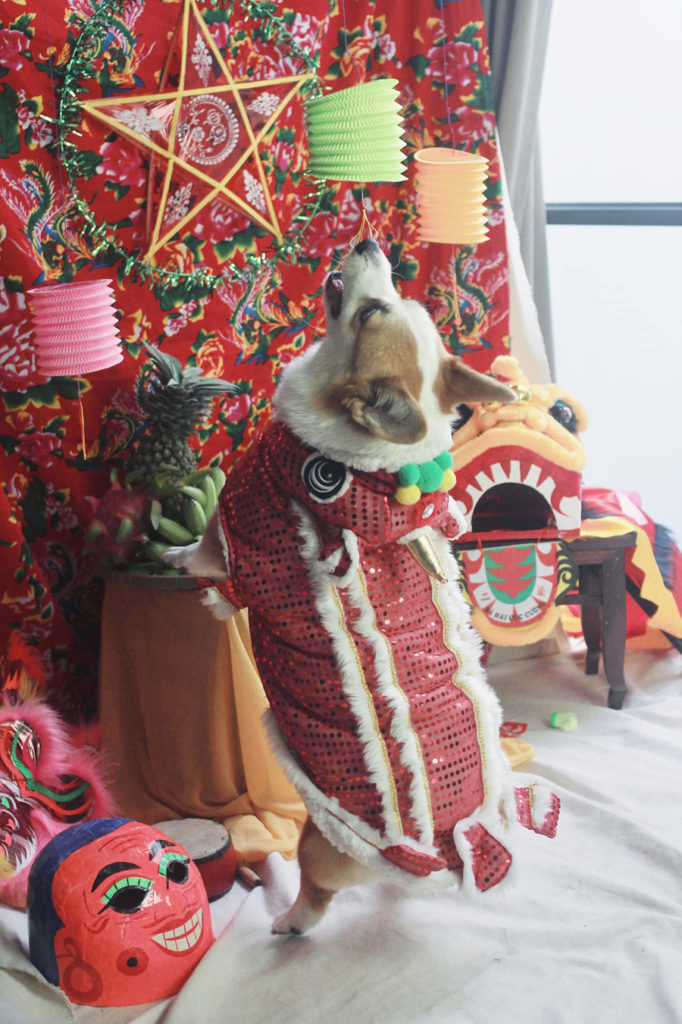 Corgi Dons Lion Hood For Mid-Autumn Festival, Netizens Love Him To The ...
