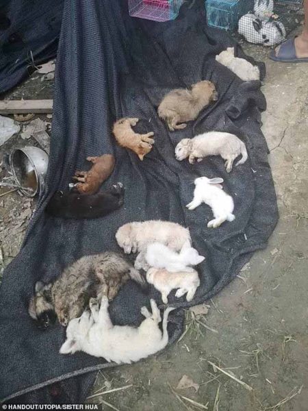 5,000 Animals Found Dead In Packages From China Breeding Farm, Died Of ...