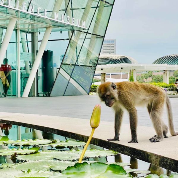 Monkey Casually Lepaks At Marina Bay, Poses For Insta-Worthy Photos