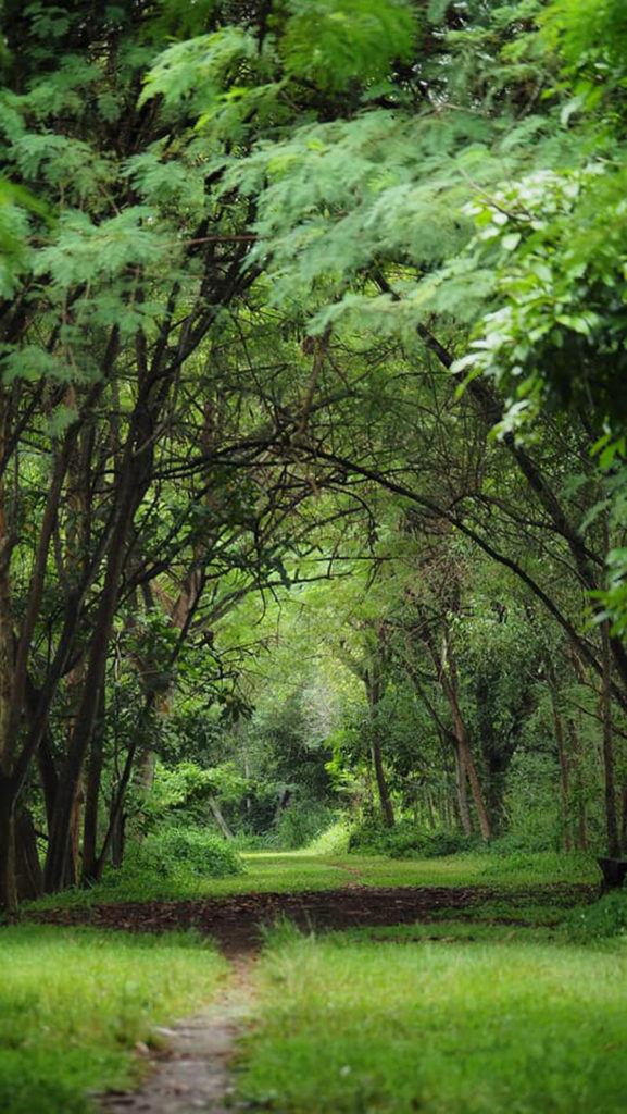 Tampines Eco Green Has A Flock Of Adorable Parakeets, Could Be 'Bird ...