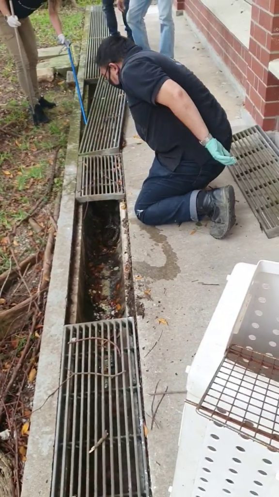 Thicc Python Spotted Resting In Queenstown Drain, ACRES Personnel ...