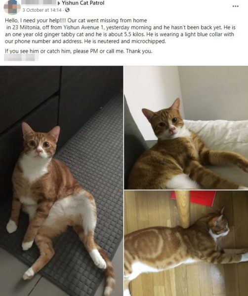 Ginger Cat Goes Missing In Yishun, Owners Offer $2,000 For His Safe Return