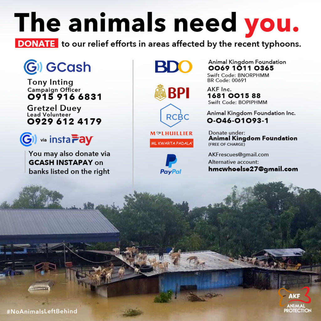 Dogs Stranded On Roof Of Philippines Shelter During Typhoon, Animal NGO ...