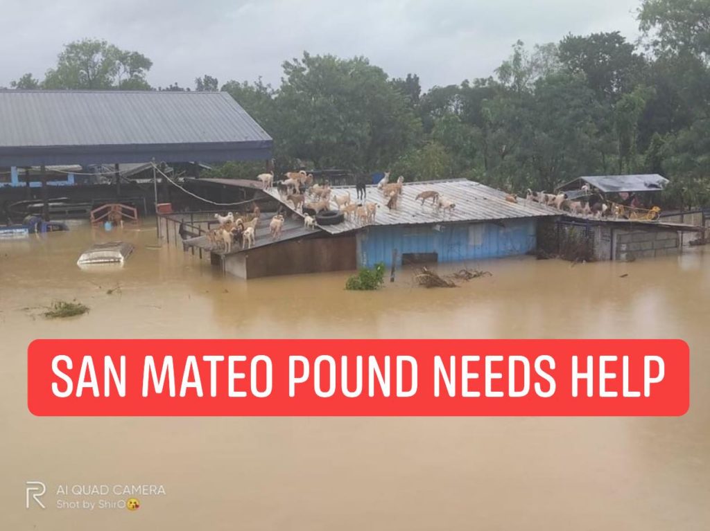 Dogs Stranded On Roof Of Philippines Shelter During Typhoon, Animal NGO ...
