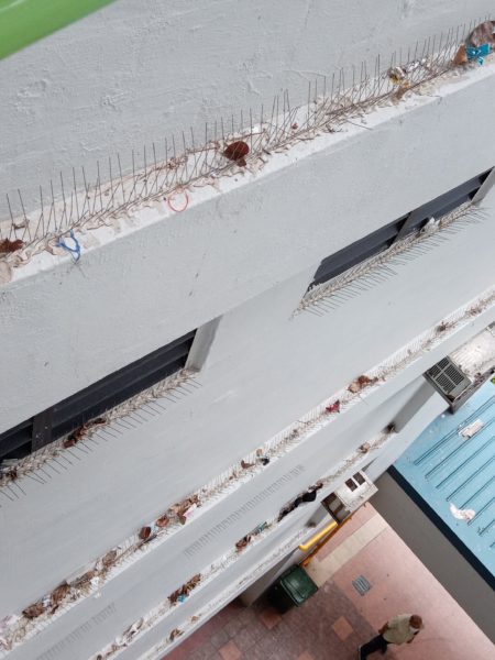 AMK HDB Block Spikes Collect Rubbish & Dirt, Resident Says No Action ...