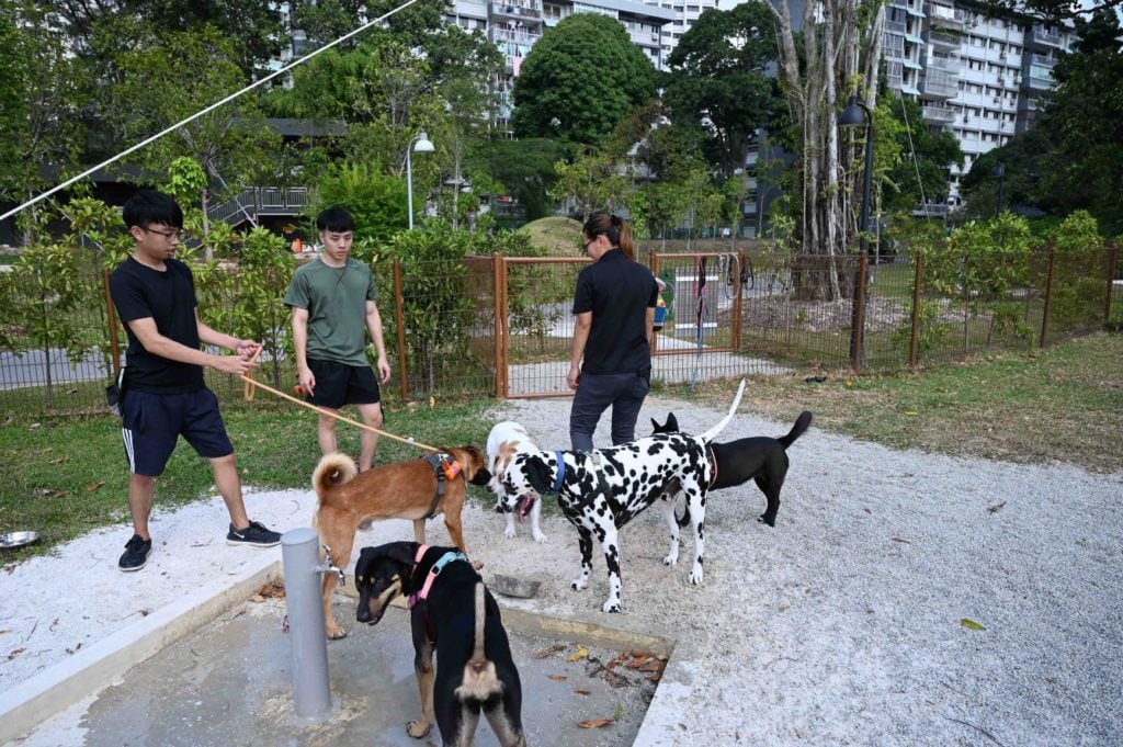 Dog Run Opens At East Coast Park, New Safe Space For Canines To ...