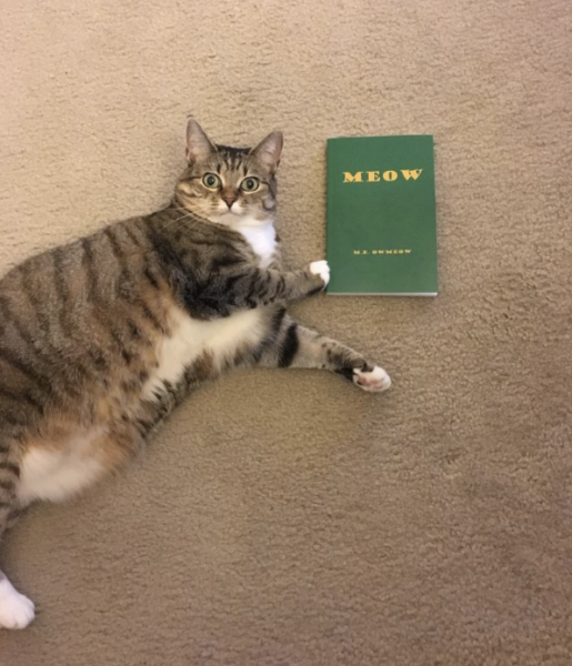Man Buys Book Titled 'Meow', It Gets Meowing Reviews On Amazon