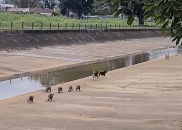 Otters & Stray Dogs Face Off At Yew Tee Canal, They Take Turns Scaring ...