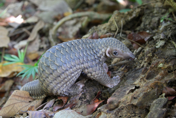 Man 'Rescues' Pangolin From Ants By Moving It To Lower Peirce Reservoir ...