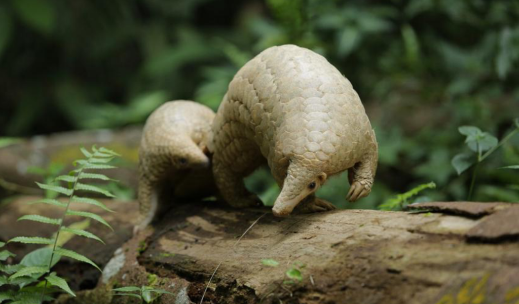 Man 'Rescues' Pangolin From Ants By Moving It To Lower Peirce Reservoir ...