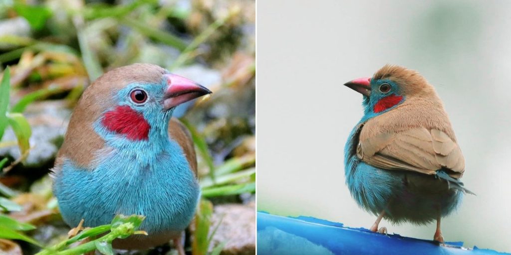Pretty Little Red-Cheeked Bird Spotted At Punggol Park Chases Our ...