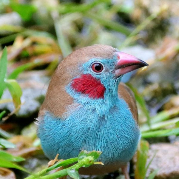 Pretty Little Red-Cheeked Bird Spotted At Punggol Park Chases Our ...