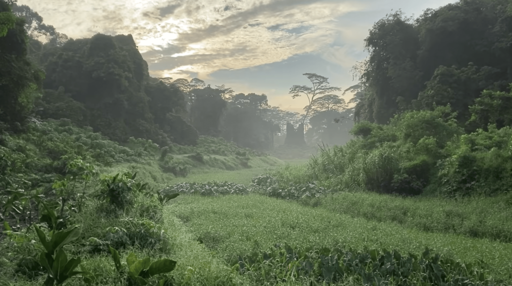 Clementi Forest Trail Proposed By Nature Lover, With Elevated Boardwalk ...