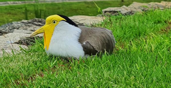 Yellow-Faced Bird Spotted At Changi Golf Course, Existence In The Wild ...