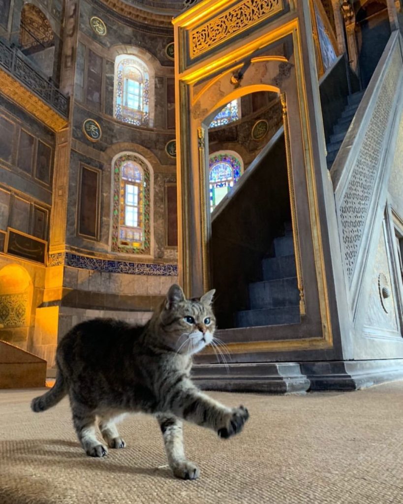 Istanbul Mosque Cat Passes Away From Old Age, Was Petted By Obama ...
