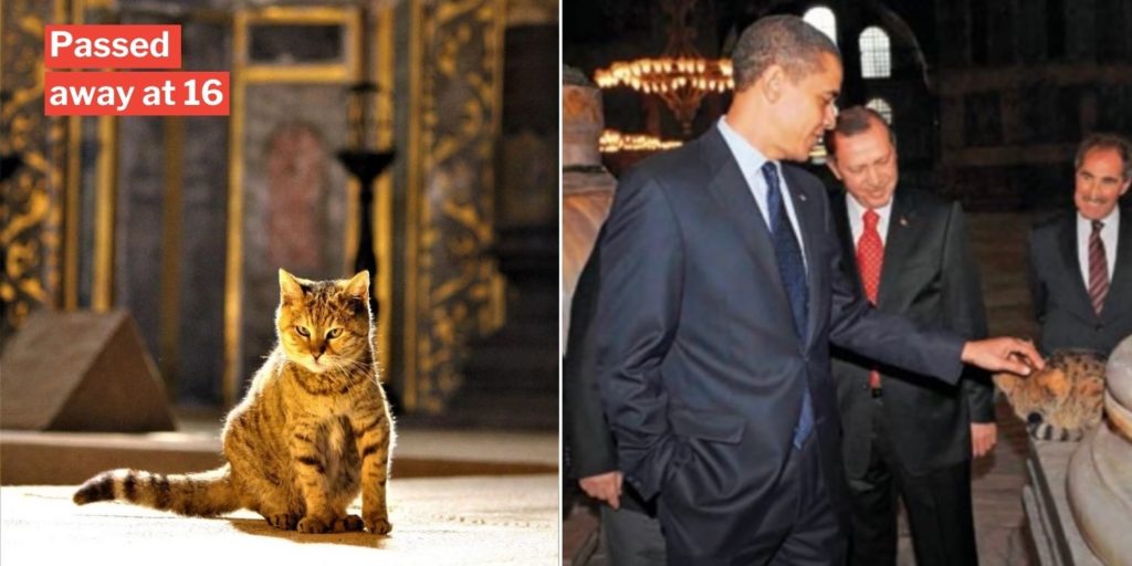 Istanbul Mosque Cat Passes Away From Old Age, Was Petted By Obama ...