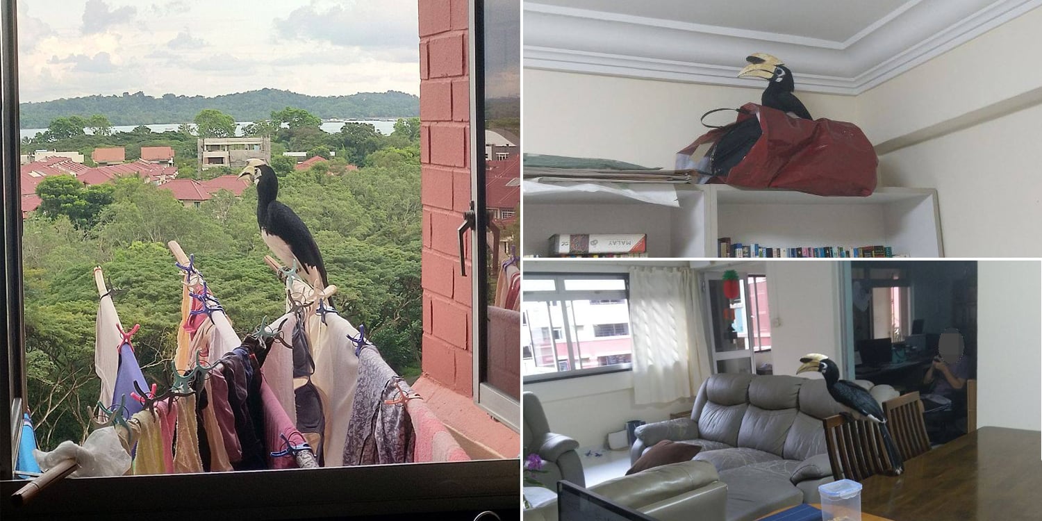 2 Hornbills Fly Into 10-Storey Pasir Ris Flat, Leave Poopy ‘Gifts ...