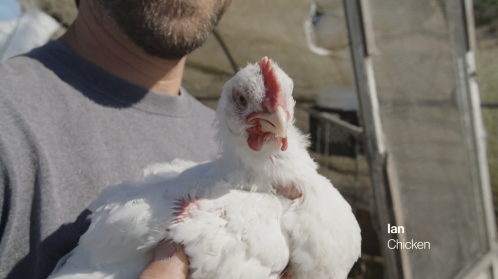 Cultured Chicken Meat That Can Be Grown From Just 1 Feather To Be Sold ...