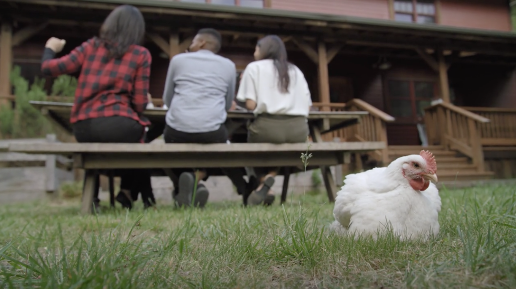 Cultured Chicken Meat That Can Be Grown From Just 1 Feather To Be Sold ...