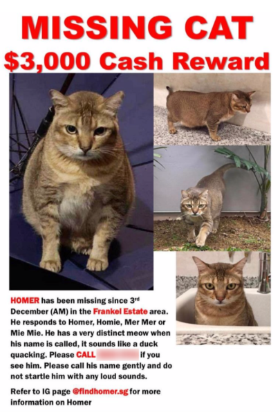 Cat Missing In East Coast Since 3 Dec, Owner Offers $3,000 To Anyone ...