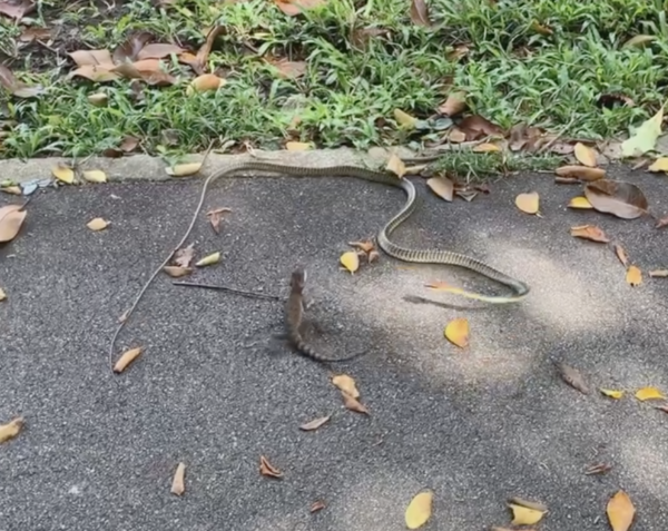 Bronzeback Snake Attacks Chameleon On PCN, Lizard Gets Devoured After ...