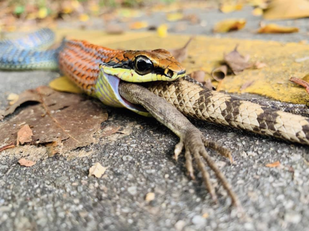 Bronzeback Snake Attacks Chameleon On PCN, Lizard Gets Devoured After ...