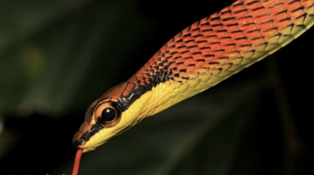 Bronzeback Snake Attacks Chameleon On PCN, Lizard Gets Devoured After ...