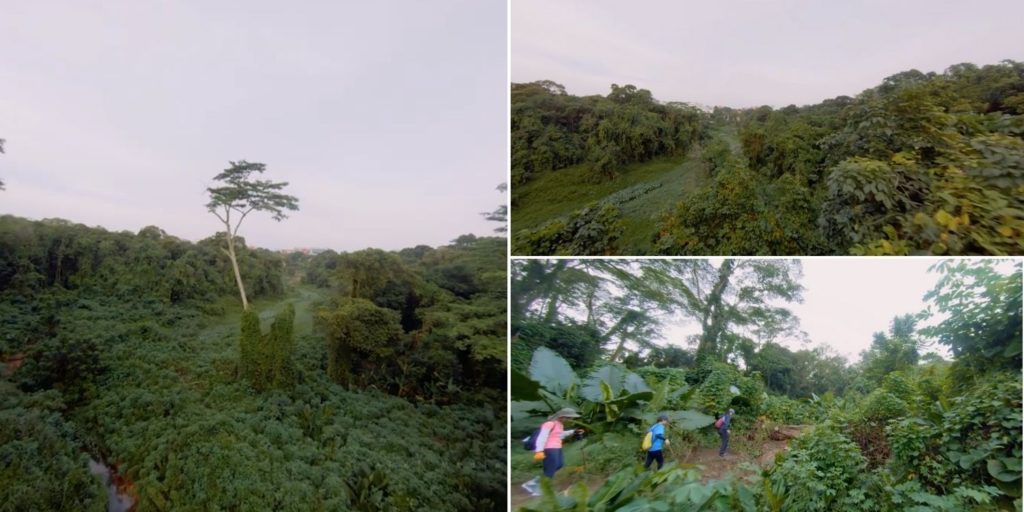 This Drone Footage Of Clementi Forest Is The Virtual Tour Non-Outdoorsy ...