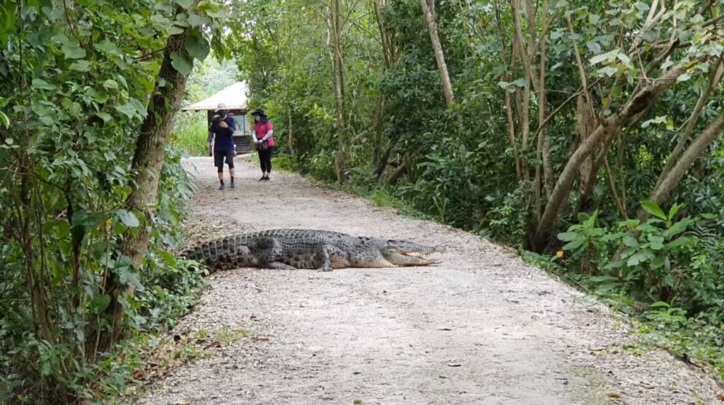 Chonky Croc Blocks Path At Sungei Buloh, Netizens Warn Visitors Not To ...