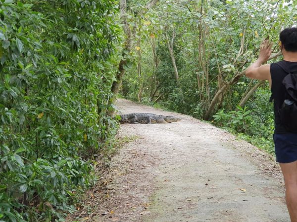 Chonky Croc Blocks Path At Sungei Buloh, Netizens Warn Visitors Not To ...