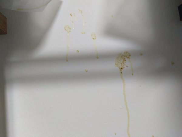 2 Hornbills Fly Into 10-Storey Pasir Ris Flat, Leave Poopy ‘Gifts ...