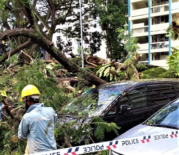 Tree Near Toa Payoh Carpark Collapses Suddenly, 6 Cars & 6 Motorcycles ...