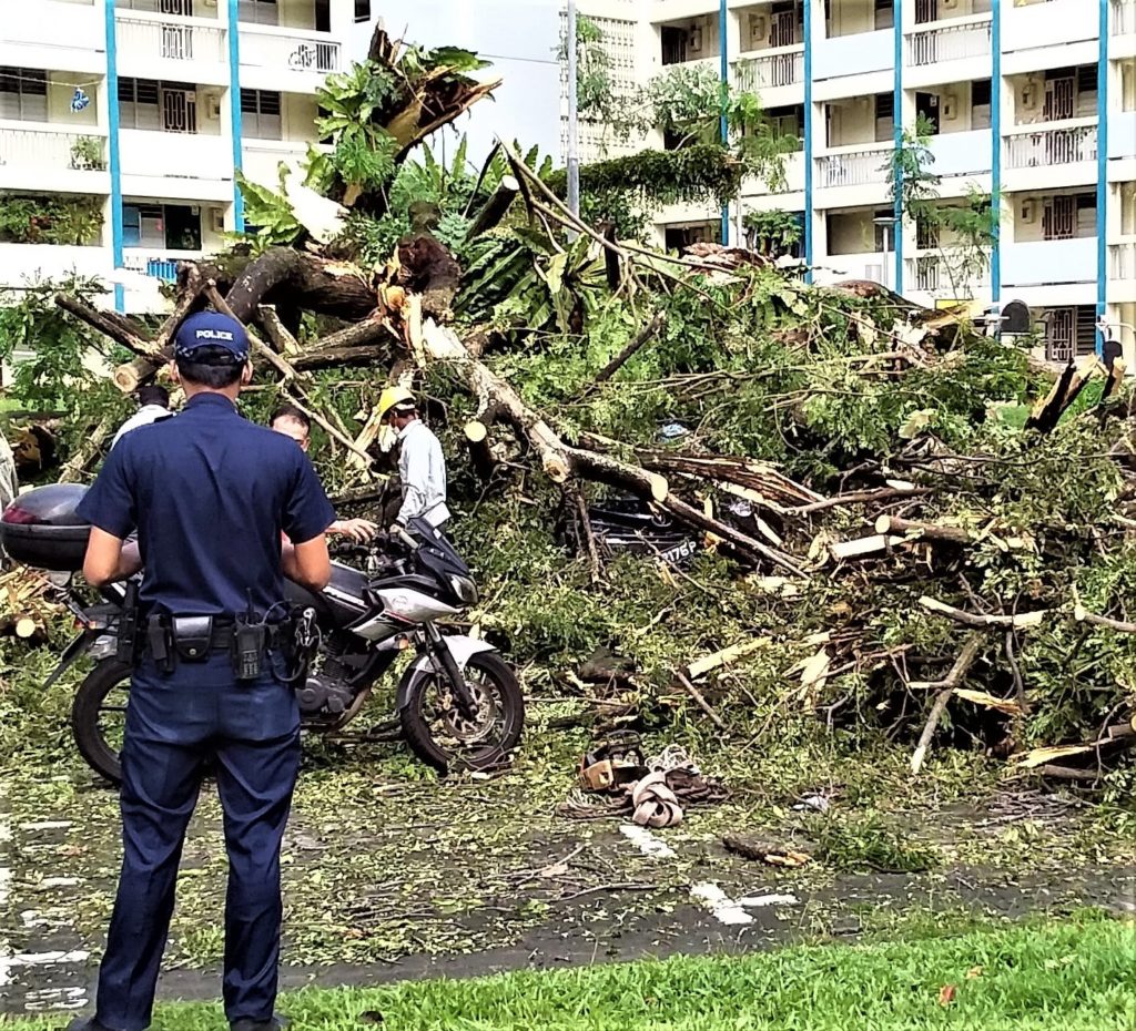 Tree Near Toa Payoh Carpark Collapses Suddenly, 6 Cars & 6 Motorcycles ...