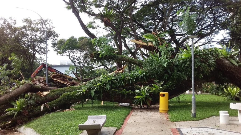 Tree Near Toa Payoh Carpark Collapses Suddenly, 6 Cars & 6 Motorcycles ...