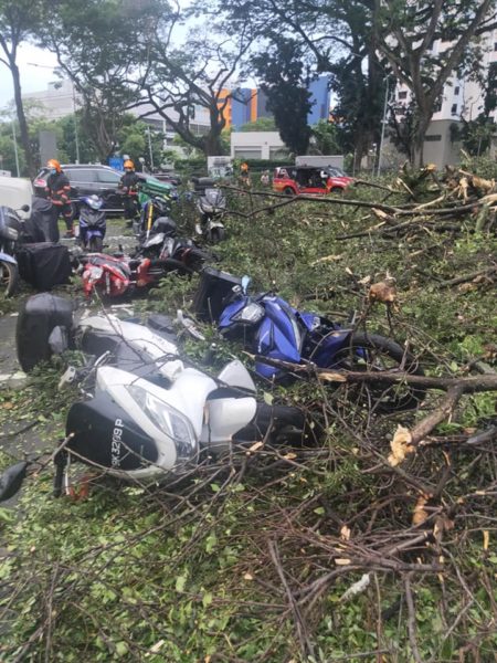 Tree Near Toa Payoh Carpark Collapses Suddenly, 6 Cars & 6 Motorcycles ...