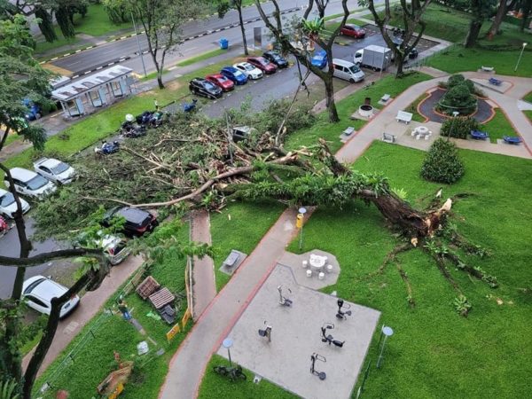 Tree Near Toa Payoh Carpark Collapses Suddenly, 6 Cars & 6 Motorcycles ...