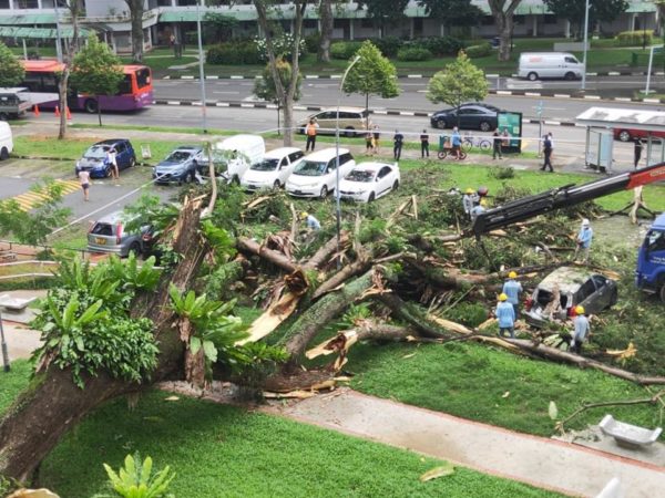 Tree Near Toa Payoh Carpark Collapses Suddenly, 6 Cars & 6 Motorcycles ...