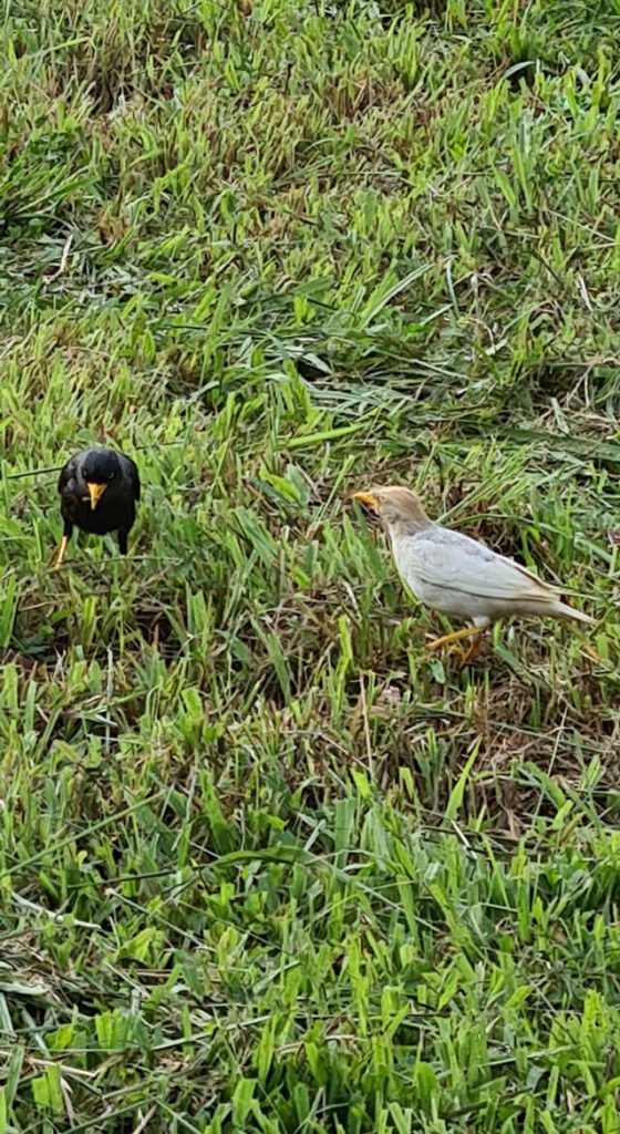 Rare White Myna Spotted In Choa Chu Kang Playing Happily With Friends