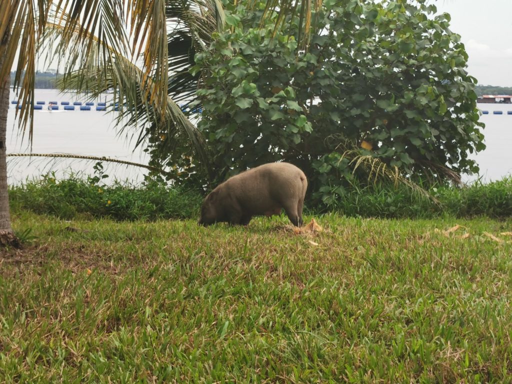 Pasir Ris Residents Vote To Let Wild Animals Stay, Want Public ...