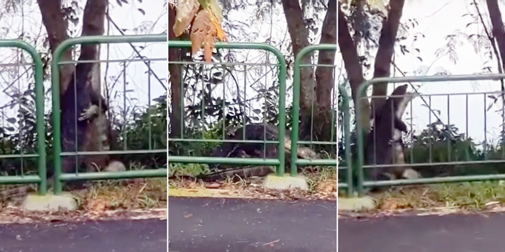 Monitor Lizards 'Hugging' In Chilly Weather Tickle Netizens, Not Sure ...