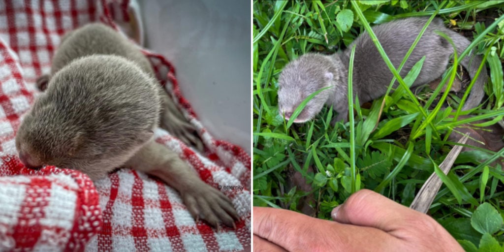 S'poreans Can Give Dogs & Cats New Homes At *SCAPE Pet Adoption Event ...