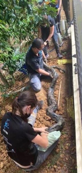 Pet Dog Gets Swallowed By Python Outside Holland Road Condo, ACRES ...